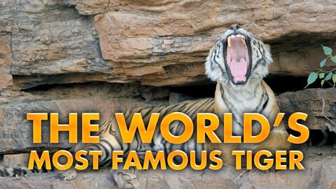 The World's Most Famous Tiger - Nat Geo Wild Special - Where To Watch