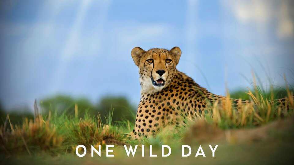 One Wild Day - BBC America Docuseries - Where To Watch