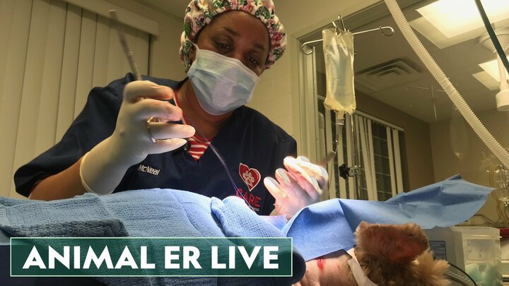 Animal ER Live - Nat Geo Reality Series - Where To Watch
