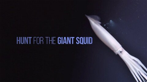 Hunt for the Giant Squid - Nat Geo Wild Special - Where To Watch