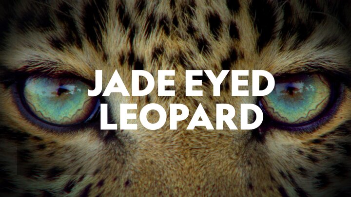 Jade Eyed Leopard - Nat Geo Wild Documentary - Where To Watch