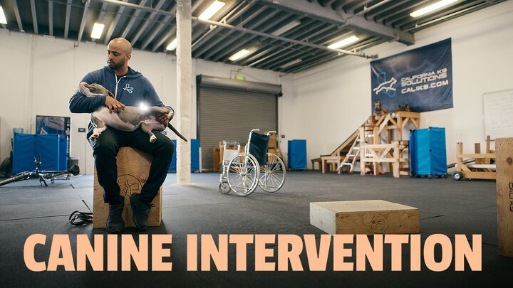Canine Intervention - Netflix Reality Series - Where To Watch