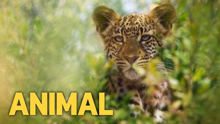 Animal - Netflix Series - Where To Watch
