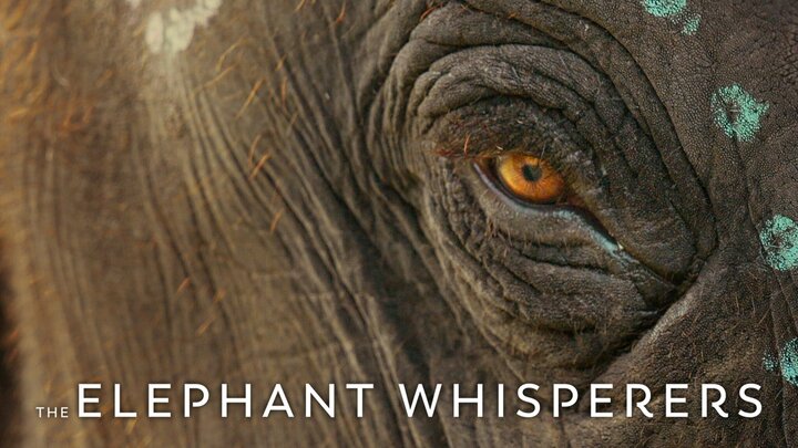 The Elephant Whisperers - Netflix Documentary - Where To Watch