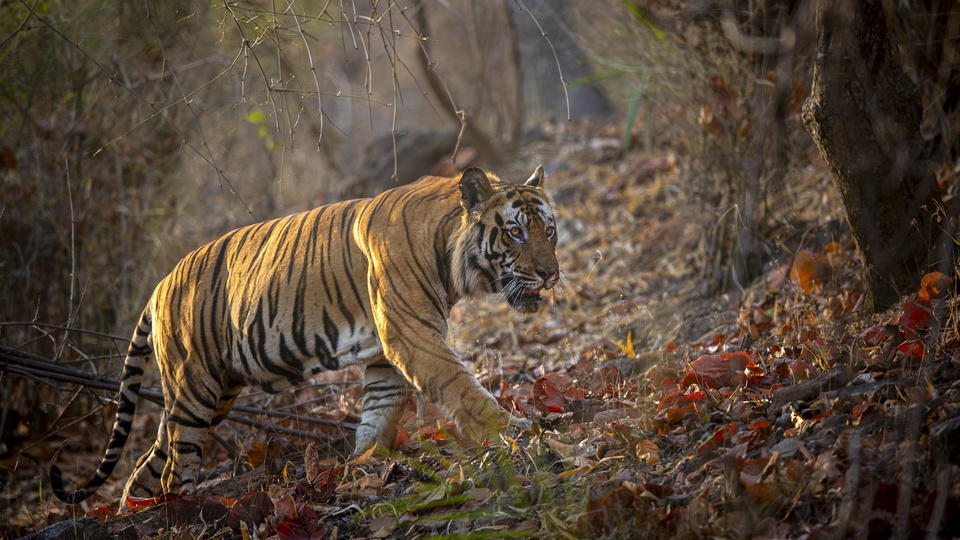 Tiger (2024) - Disney+ Documentary - Where To Watch