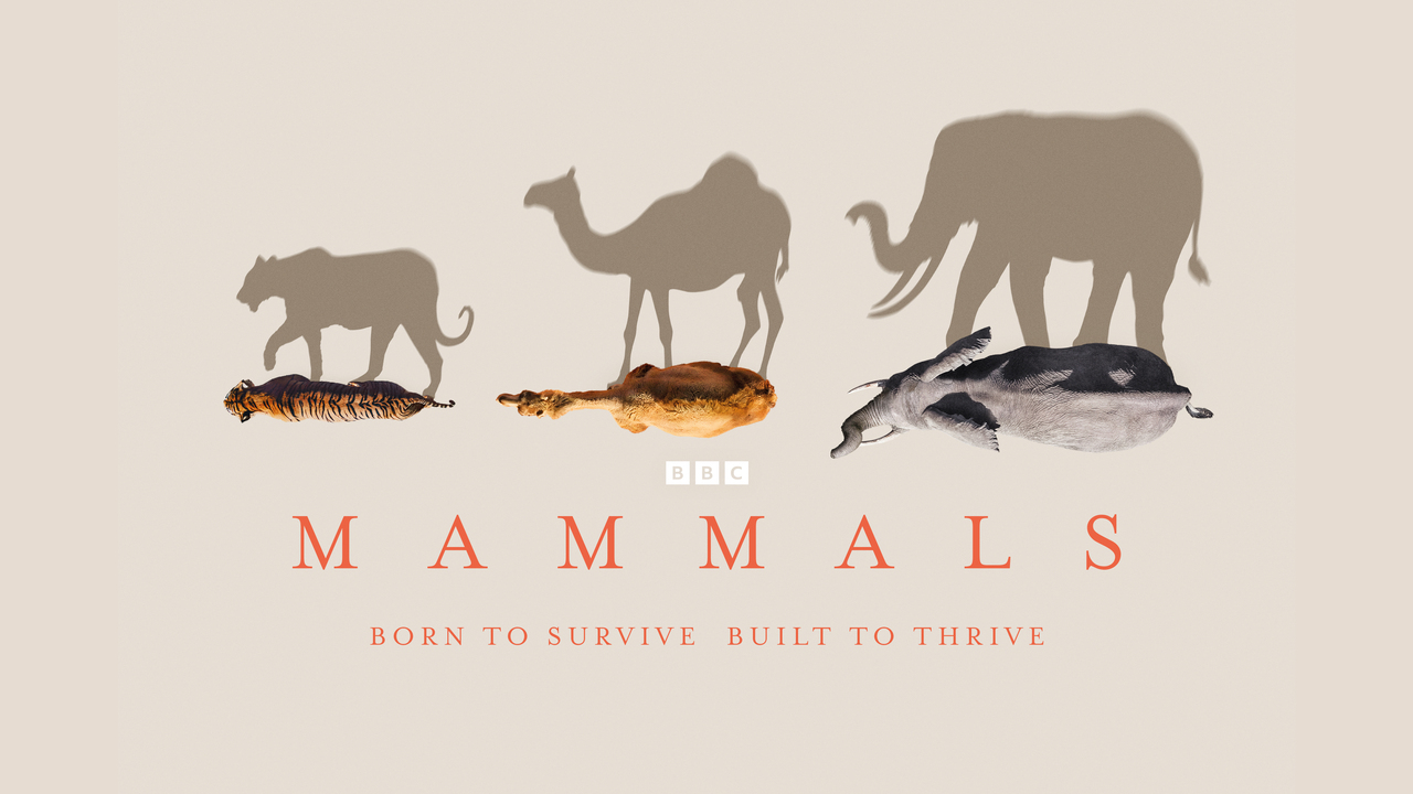 Planet Earth: Mammals (2024) - BBC America & AMC+ Series