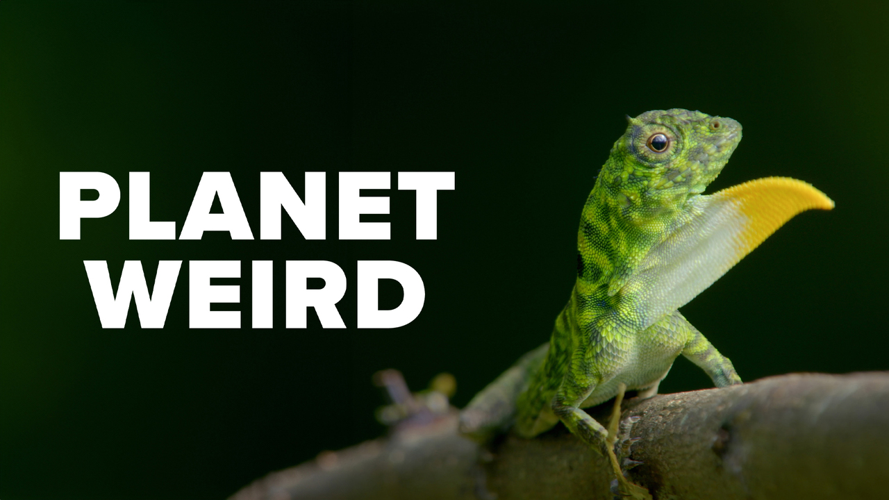 Planet Weird - Nat Geo Wild Series - Where To Watch