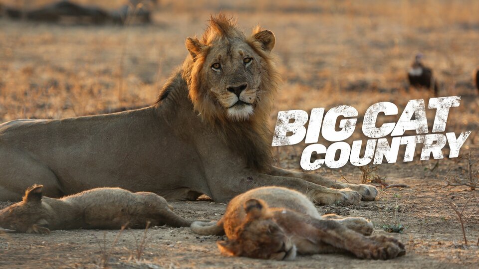 'Big Cat Country' Documents Lion Prides Battling for Dominance